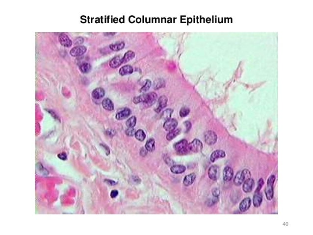 Stratified Columnar Epithelium Urethra