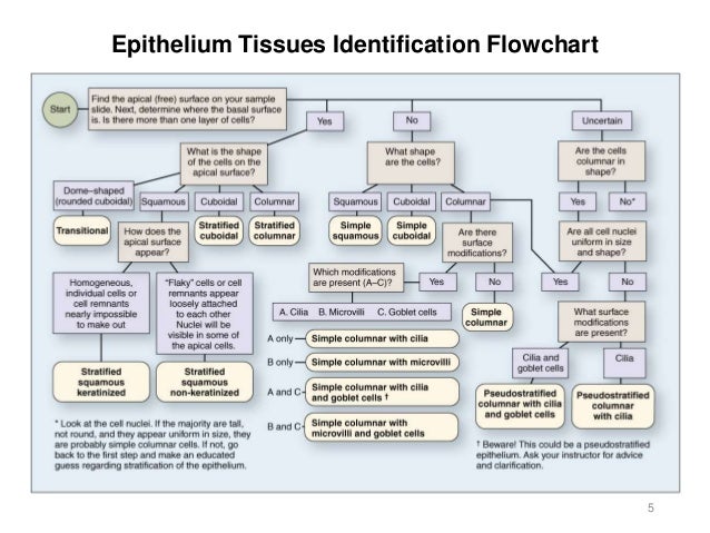 Epithelial Tissue Chart