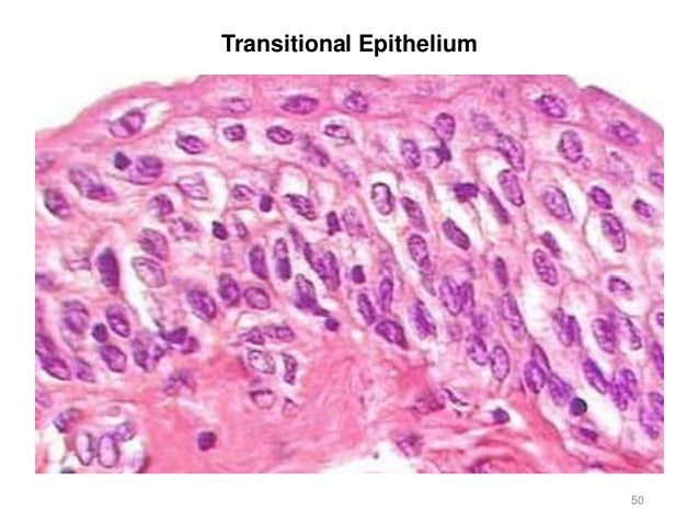 Activity 2 - Histology and Integument