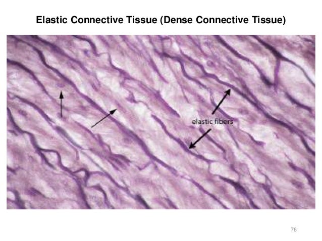 Activity 2 - Histology and Integument
