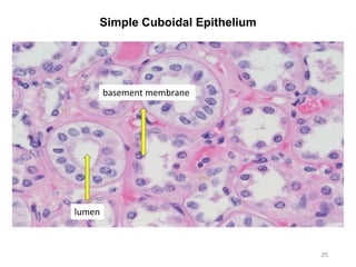 Simple Cuboidal Epithelium Labeled Lumen