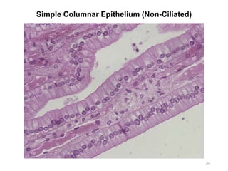 Simple Columnar Epithelium Nonciliated