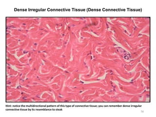 Dense Irregular Tissue Under Microscope