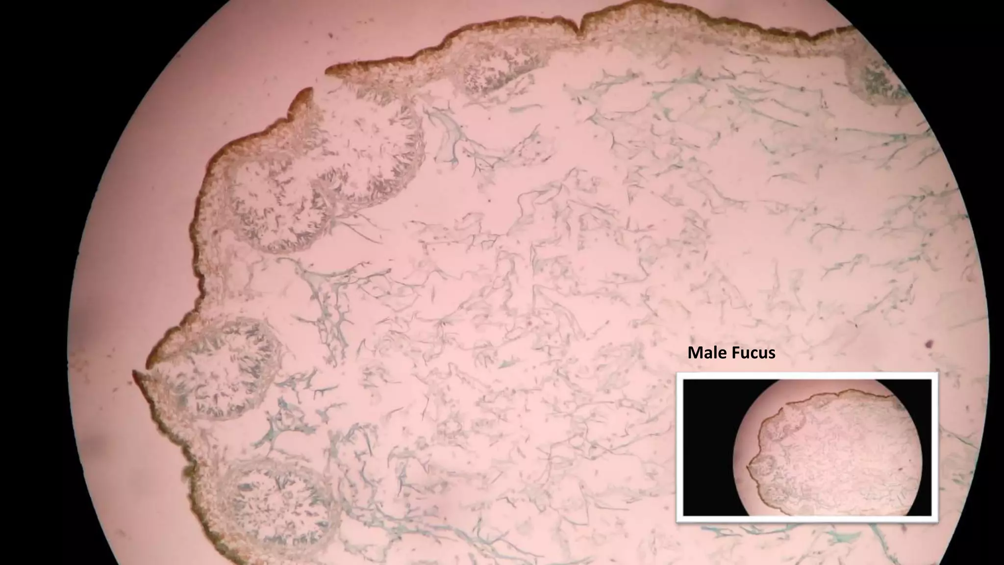 Activity 2 kingdom protista - biodiversity lab | PPT