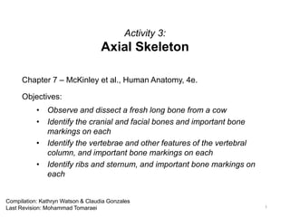 Activity 3 - Axial Skeleton | PPTX
