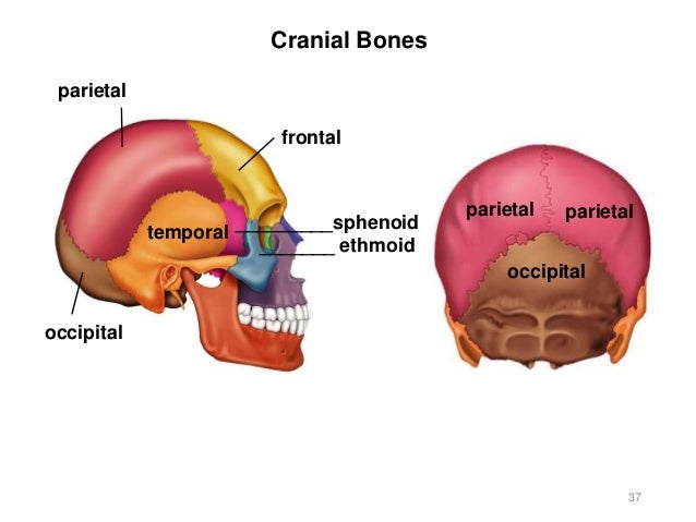 Activity 3 - Axial Skeleton