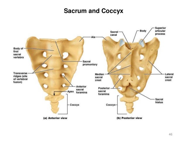 Activity 3 - Axial Skeleton