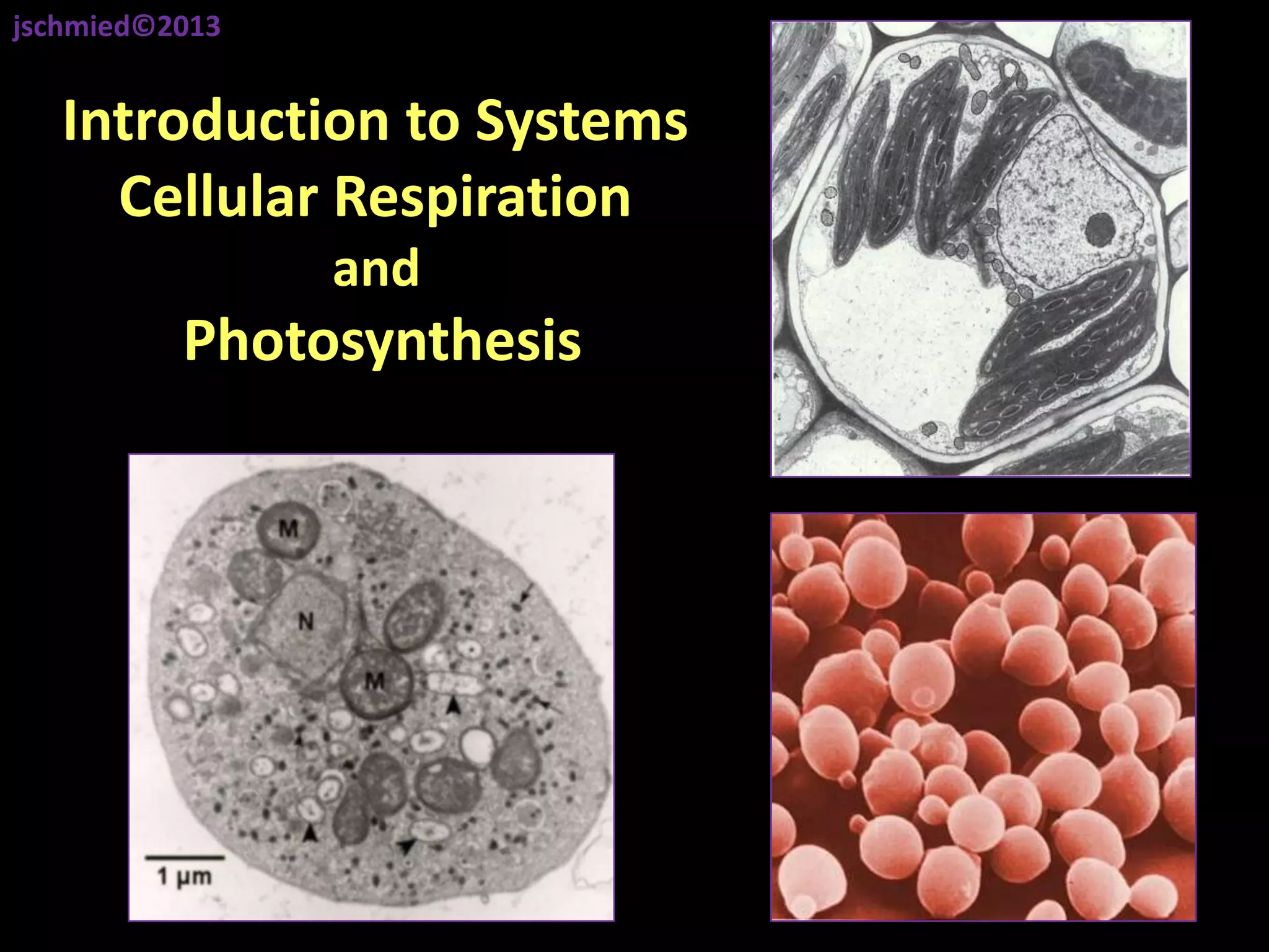 System analysis to Cellular Respiration | PPT