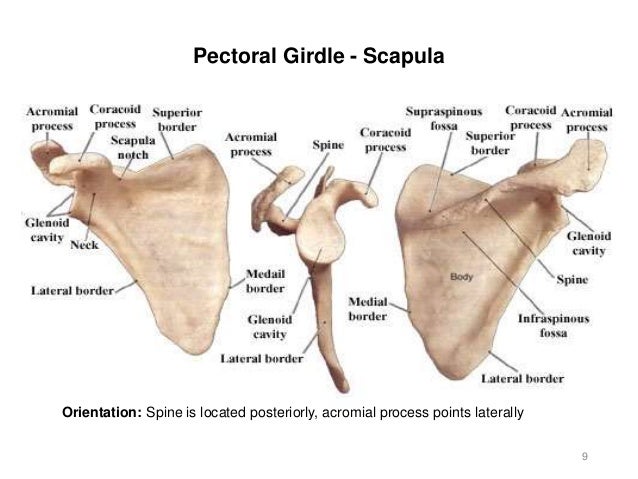 Activity 4 - Appendicular Skeleton
