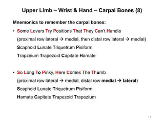 Activity 4 - Appendicular Skeleton | PPT