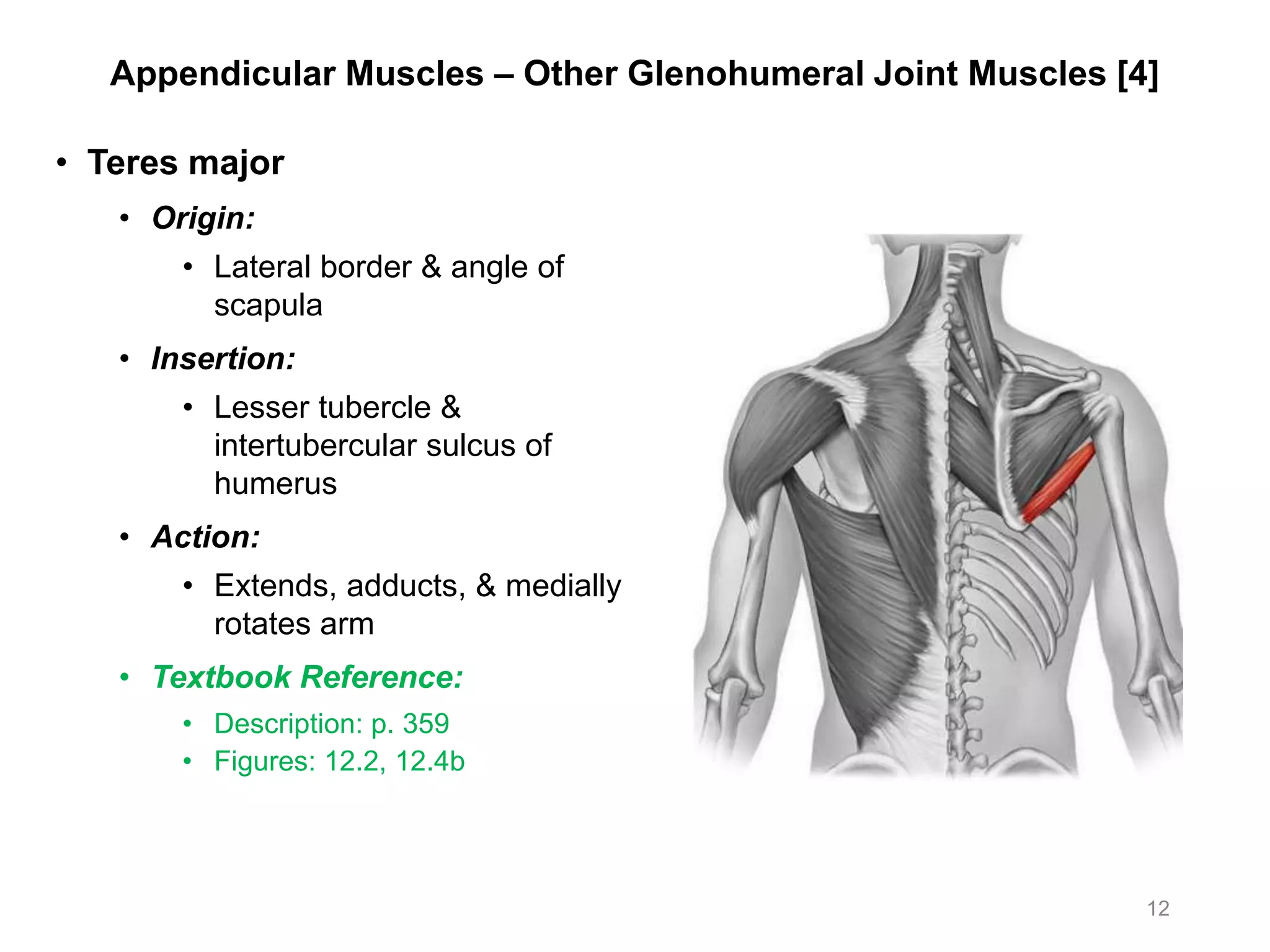 Activities 5/6 - Appendicular & Axial Muscles | PPT