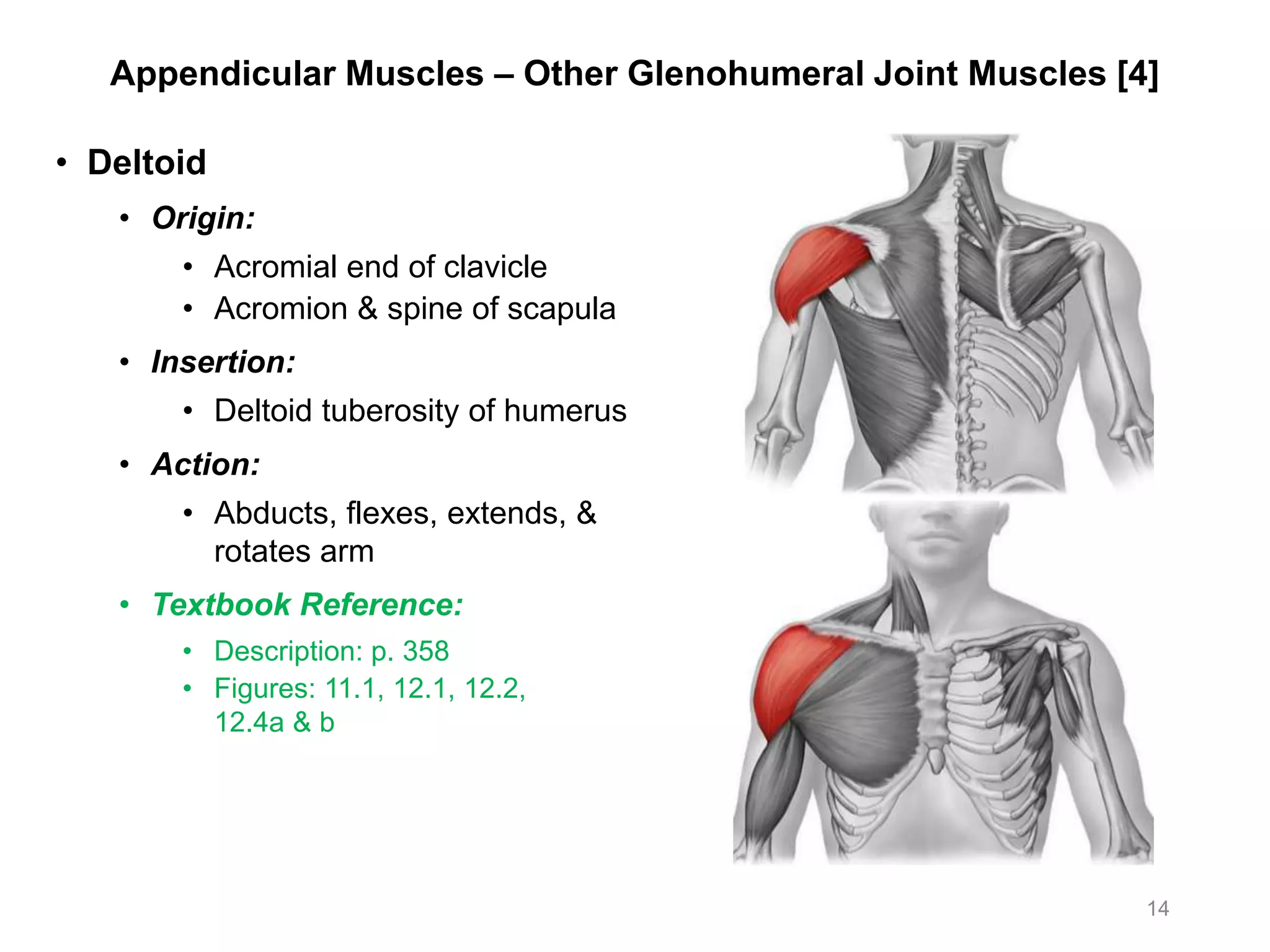 Activities 5/6 - Appendicular & Axial Muscles | PPTX