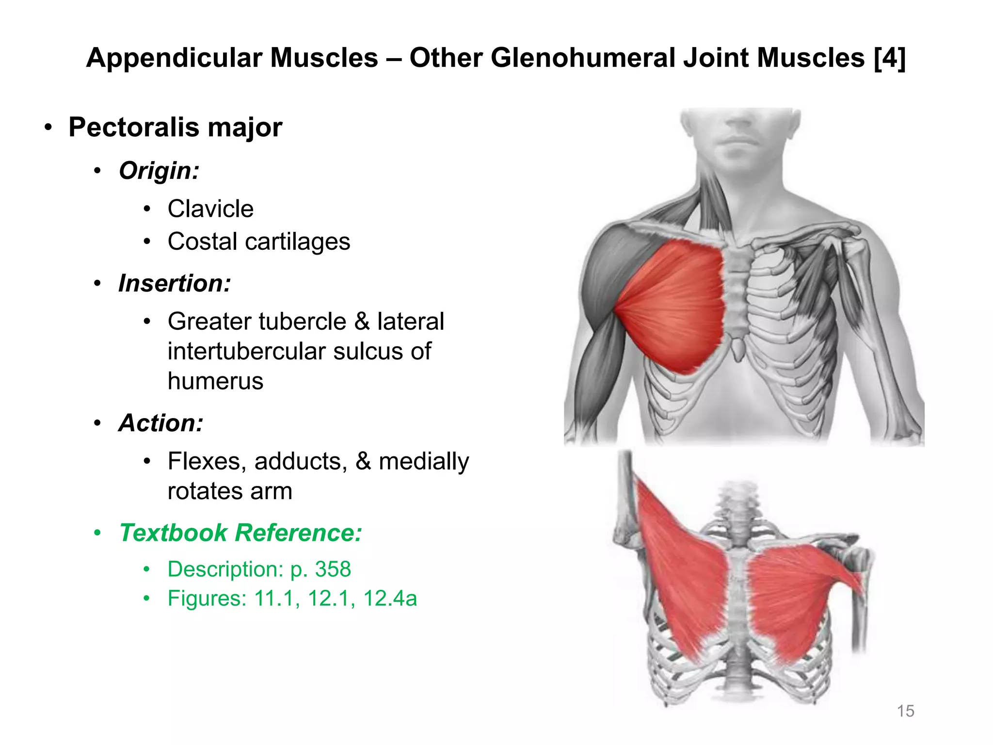 Activities 5/6 - Appendicular & Axial Muscles | PPTX