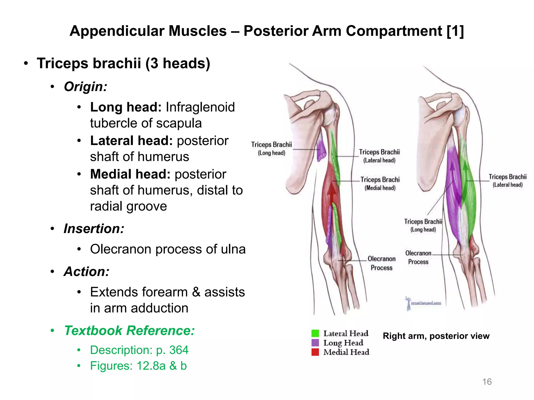 Activities 5/6 - Appendicular & Axial Muscles | PPT