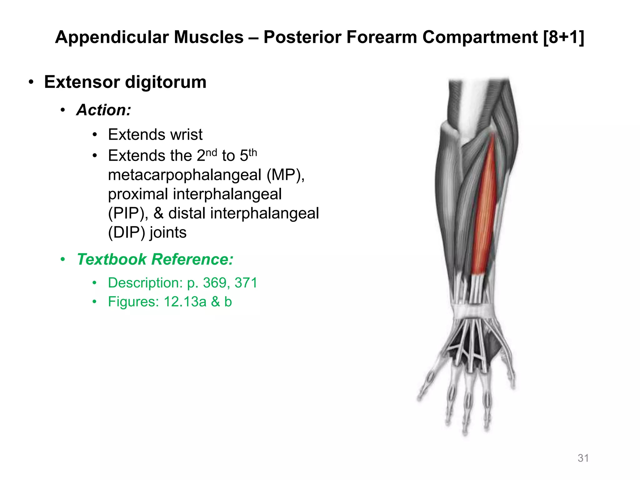 Activities 5/6 - Appendicular & Axial Muscles | PPTX