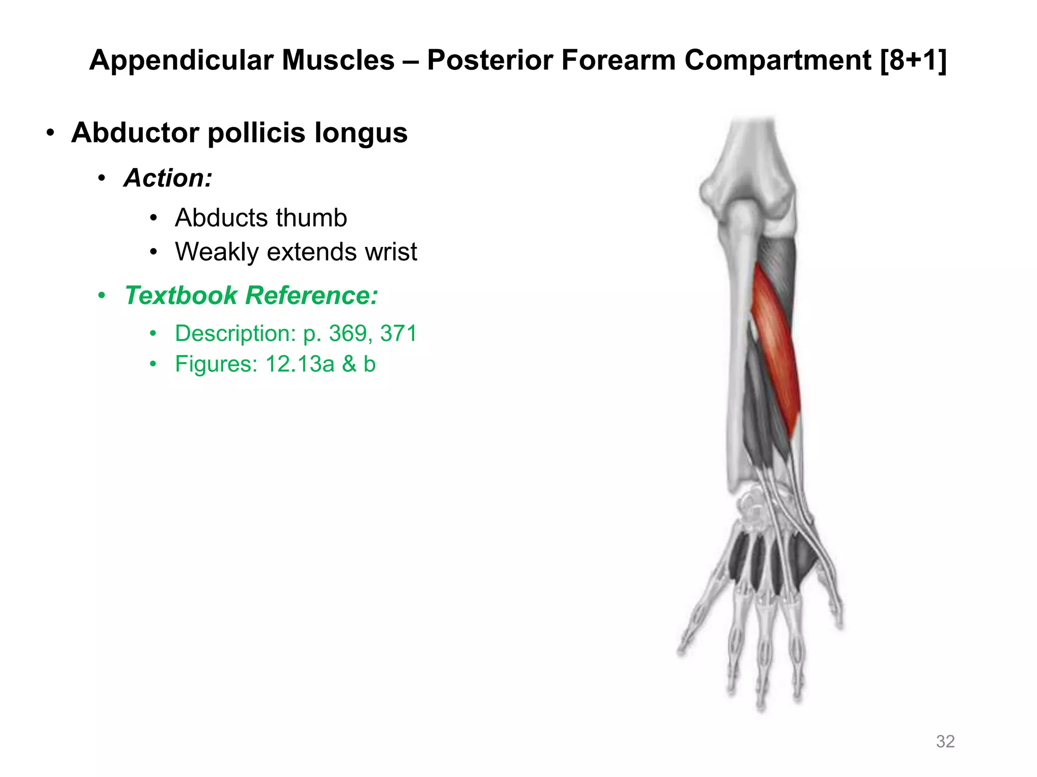 Activities 5/6 - Appendicular & Axial Muscles | PPT