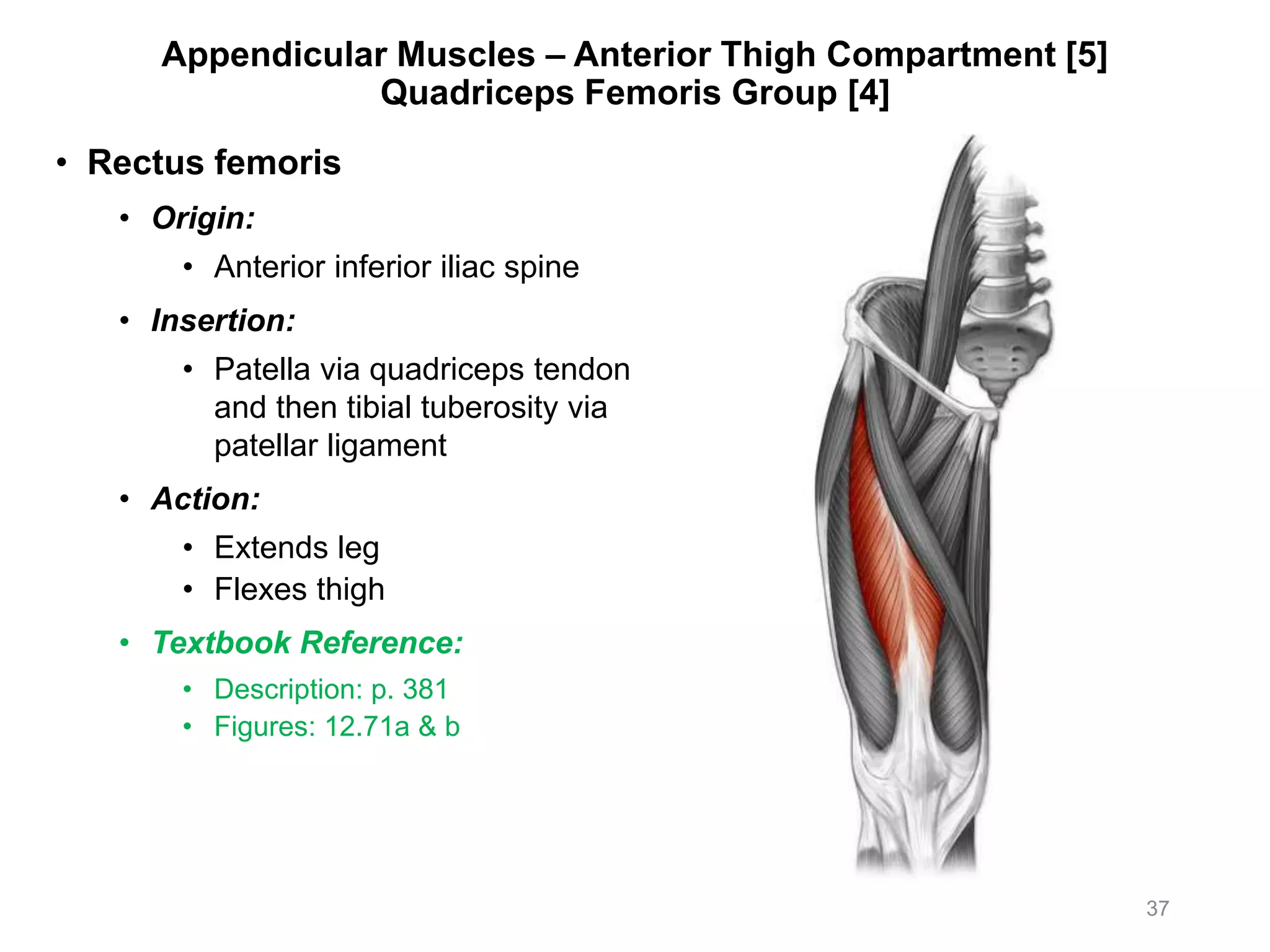 Activities 5/6 - Appendicular & Axial Muscles | PPTX