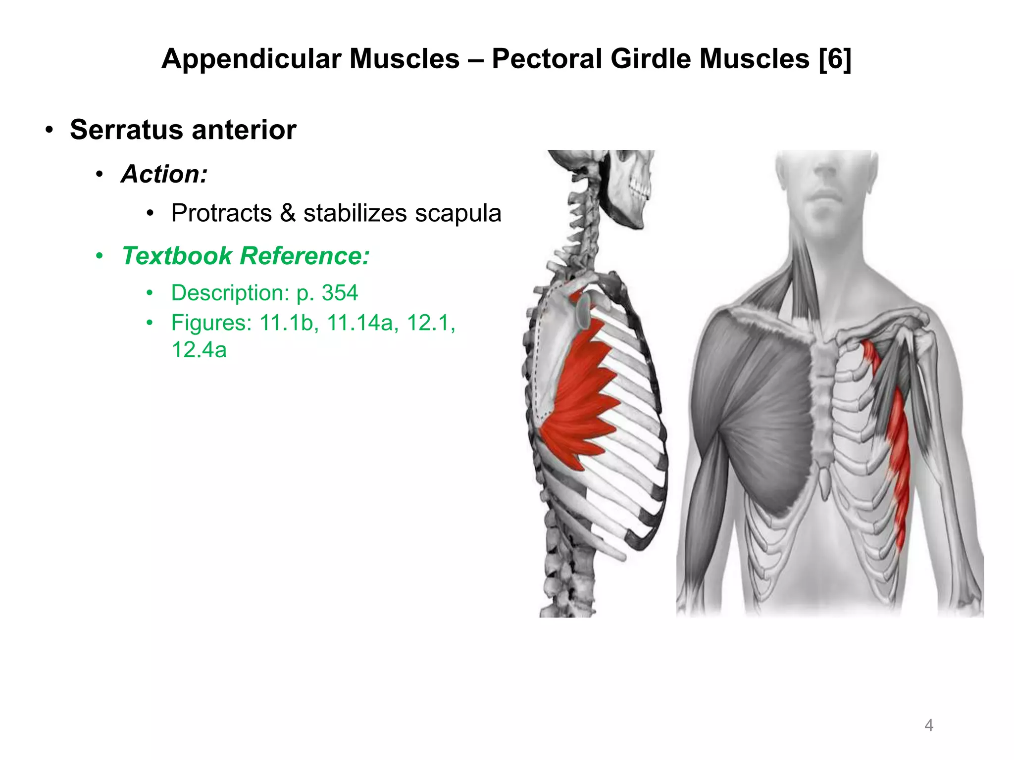 Activities 5/6 - Appendicular & Axial Muscles | PPTX