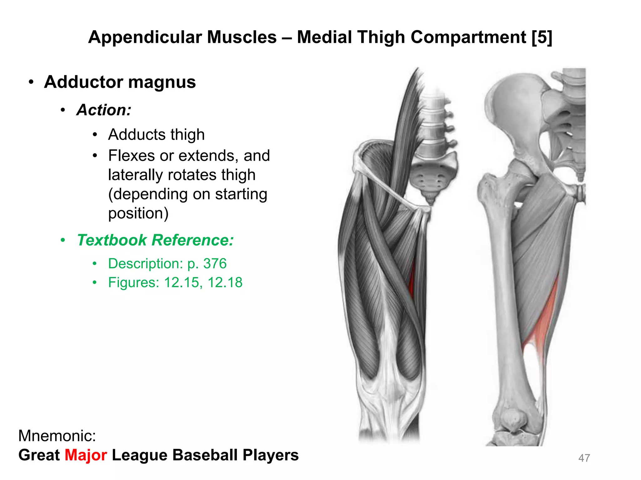 Activities 5/6 - Appendicular & Axial Muscles | PPTX