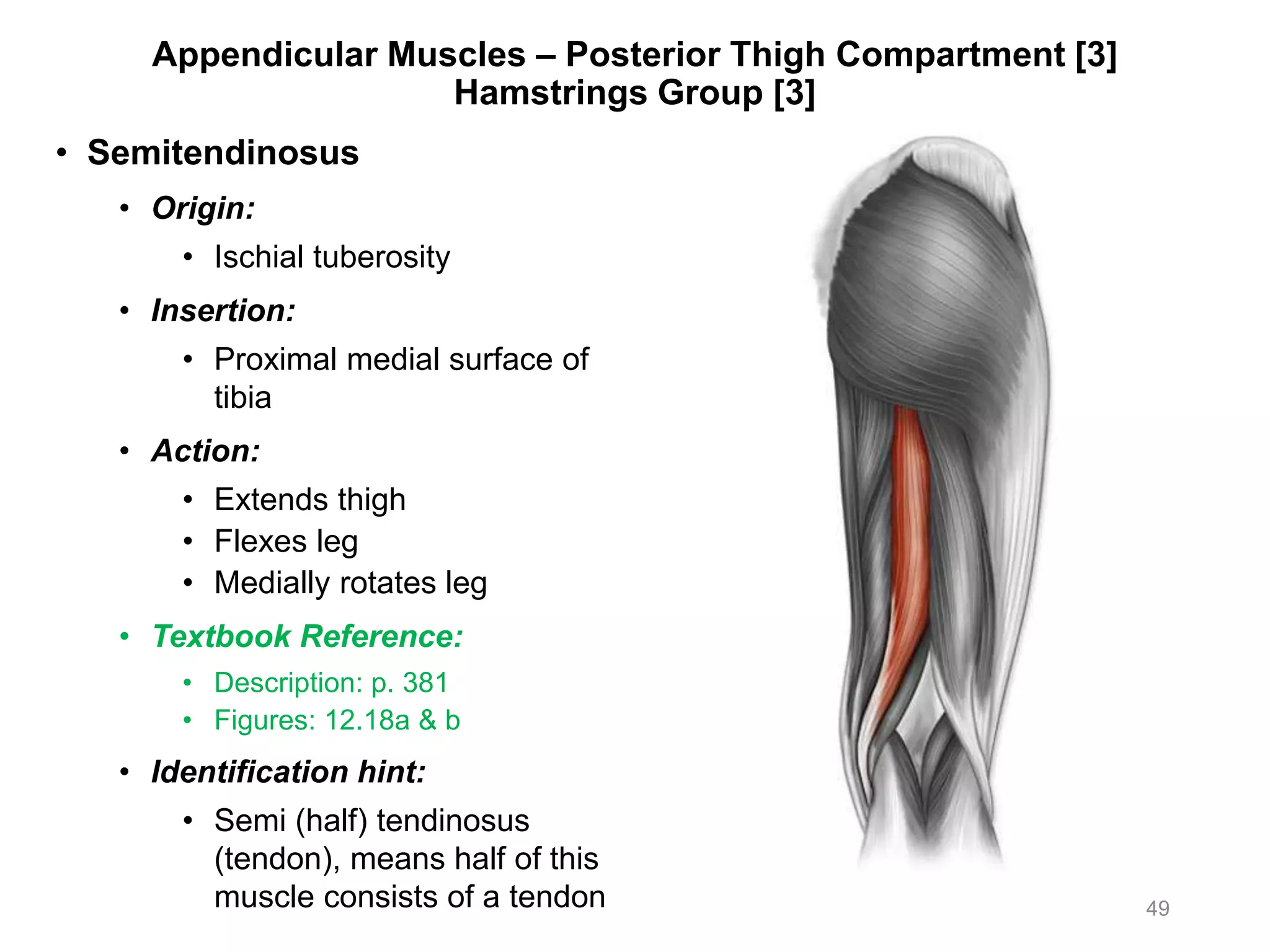 Activities 5/6 - Appendicular & Axial Muscles | PPTX