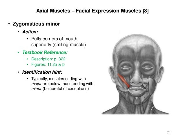 Zygomaticus Major And Minor