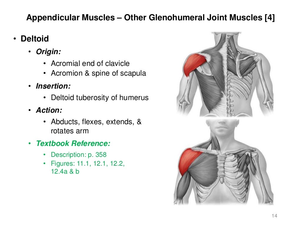 Activities 5/6 - Appendicular & Axial Muscles