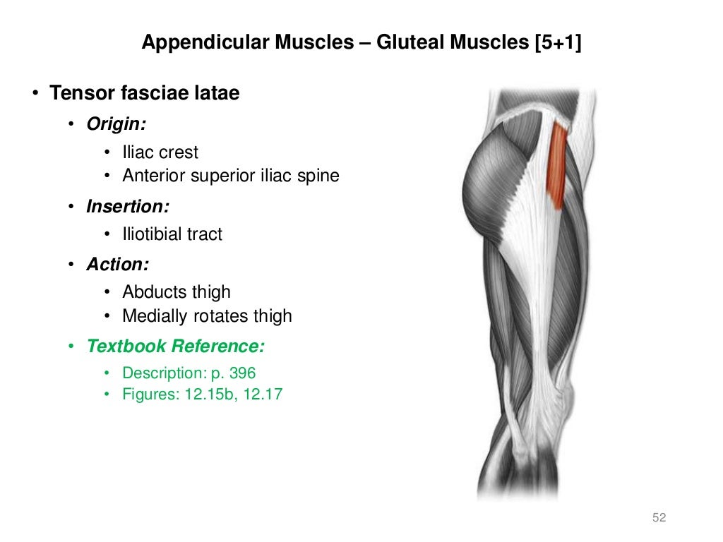 Activities 5/6 - Appendicular & Axial Muscles