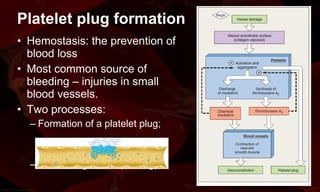 Blood Analysis | PPT