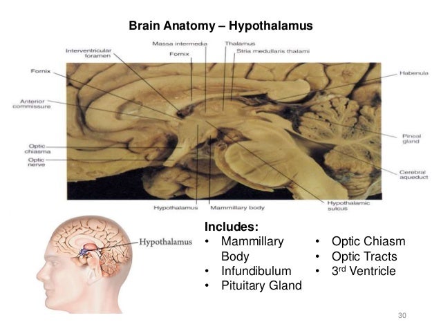 Activity 7 - Brain & Cranial Nerves