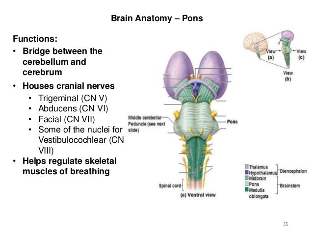 Activity 7 - Brain & Cranial Nerves