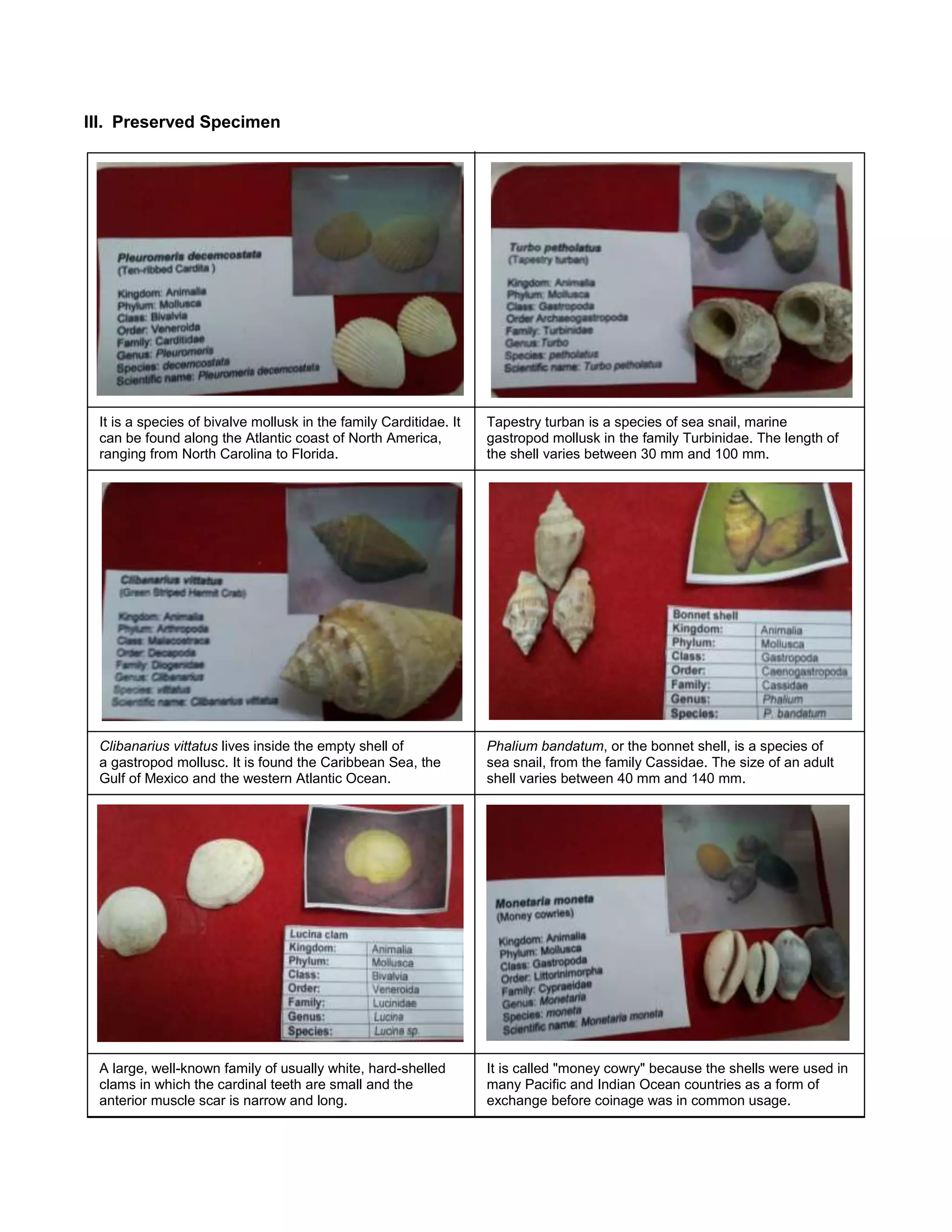 General Zoology Lab - Activity 6 Mollusca | DOCX