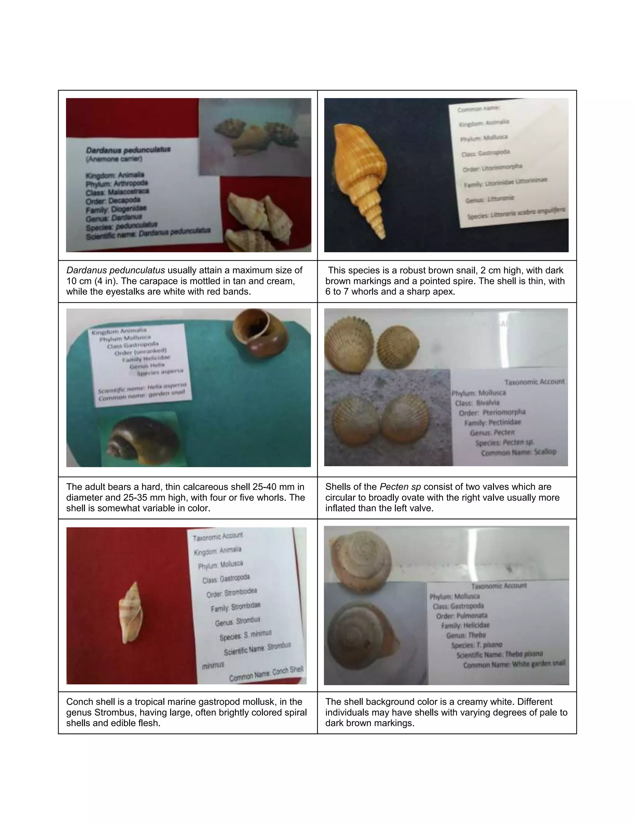 General Zoology Lab - Activity 6 Mollusca | DOCX