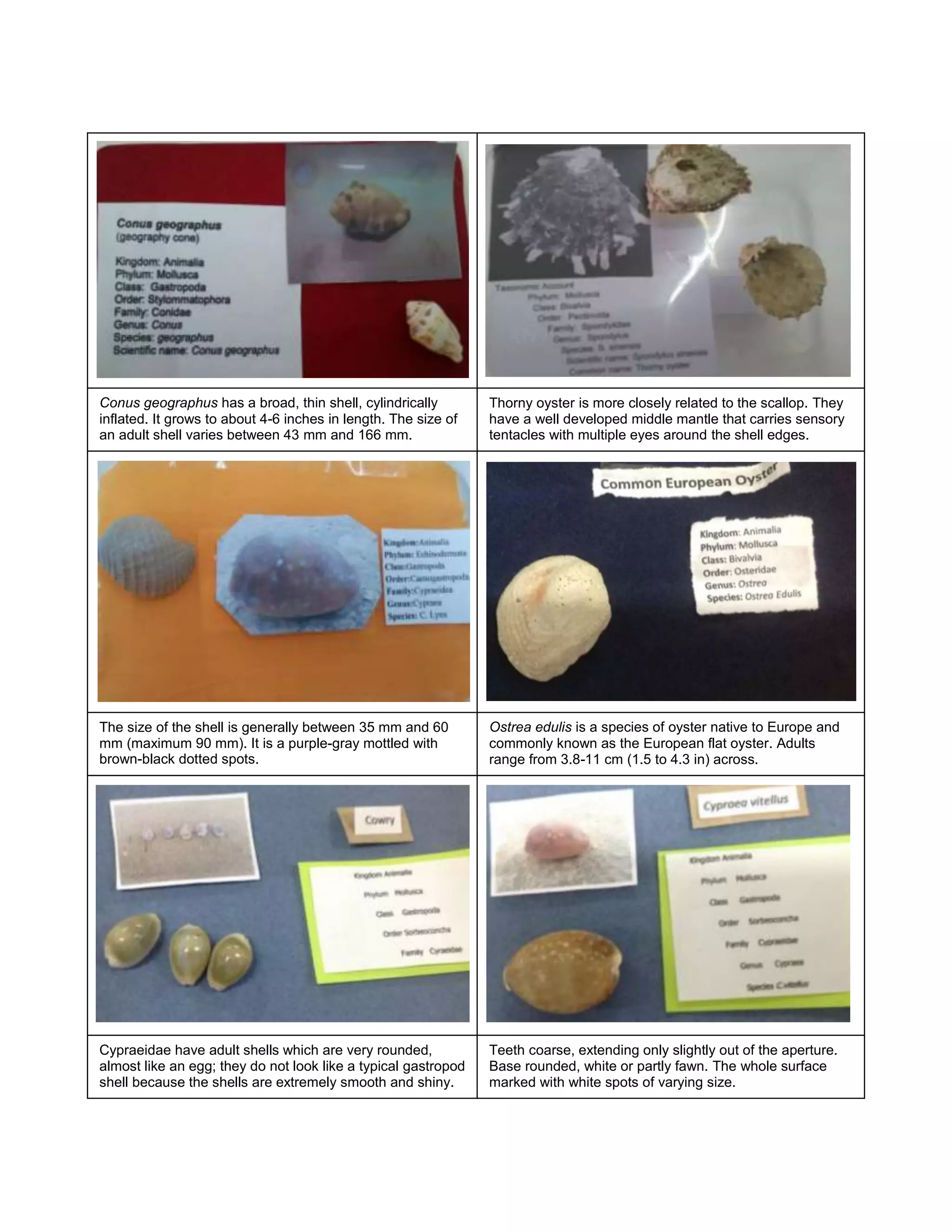 General Zoology Lab - Activity 6 Mollusca | DOCX