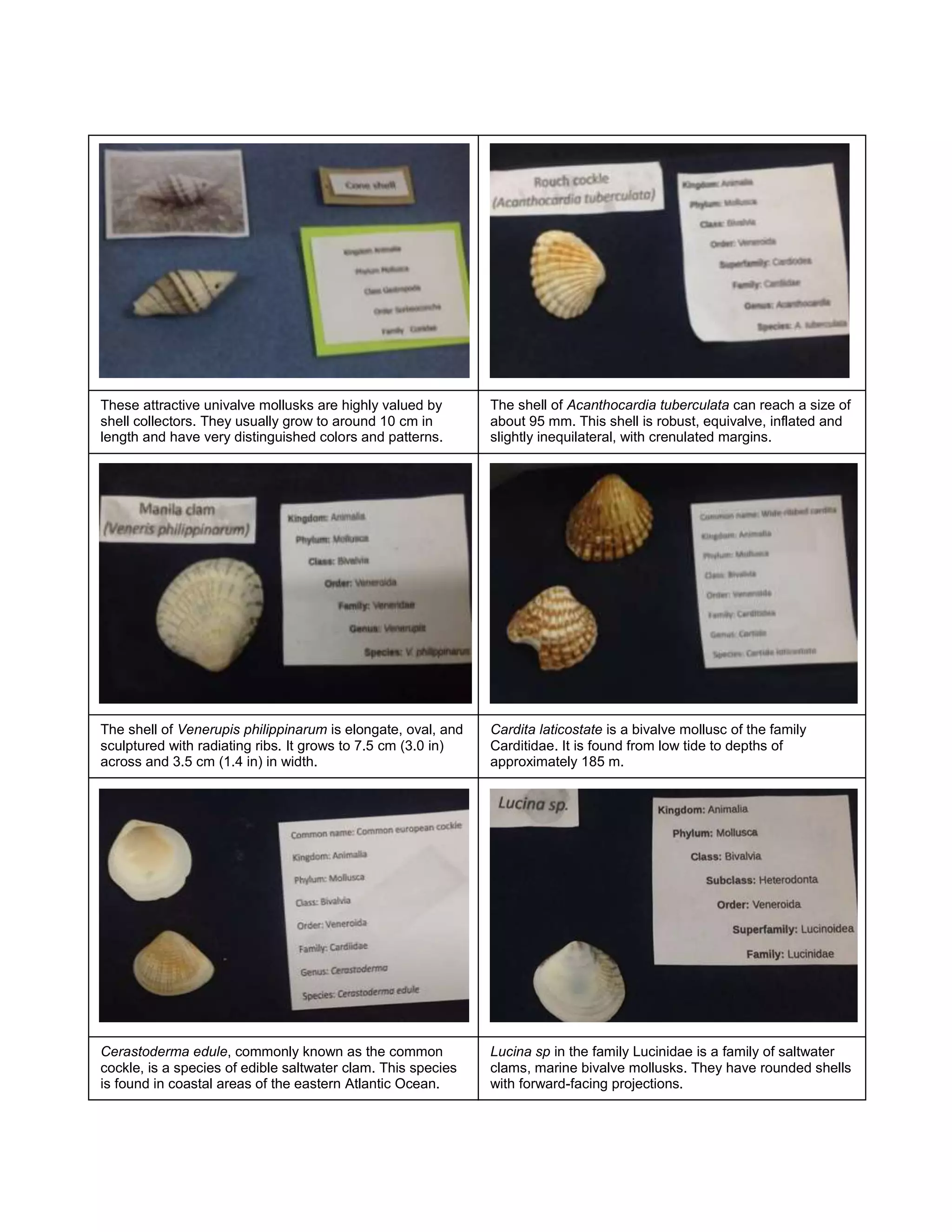 General Zoology Lab - Activity 6 Mollusca | DOCX