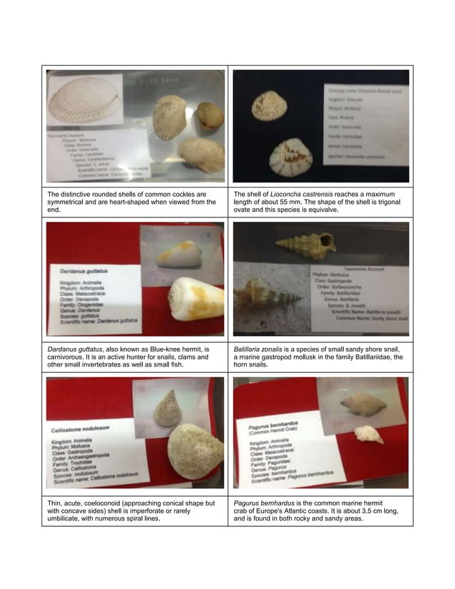 General Zoology Lab - Activity 6 Mollusca | DOCX