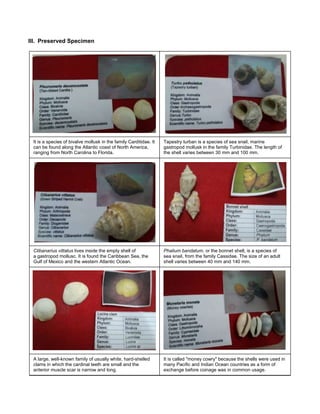 General Zoology Lab - Activity 6 Mollusca | DOCX