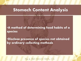 Activity 8 Stomach Content Analysis | PPT