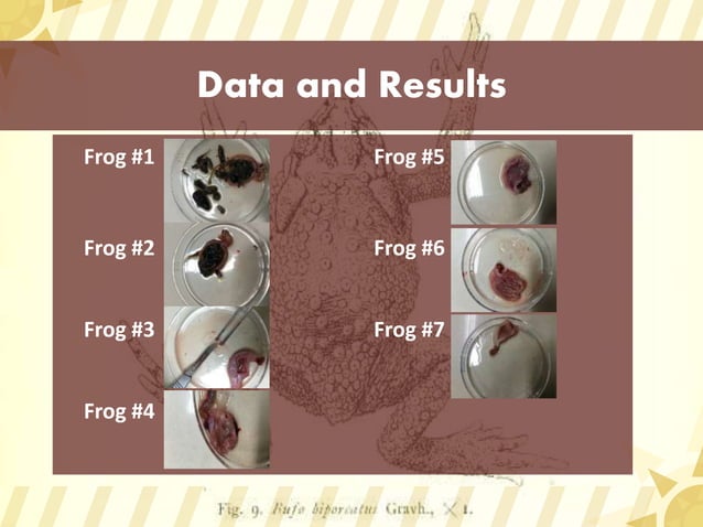 Activity 8 Stomach Content Analysis | PPT