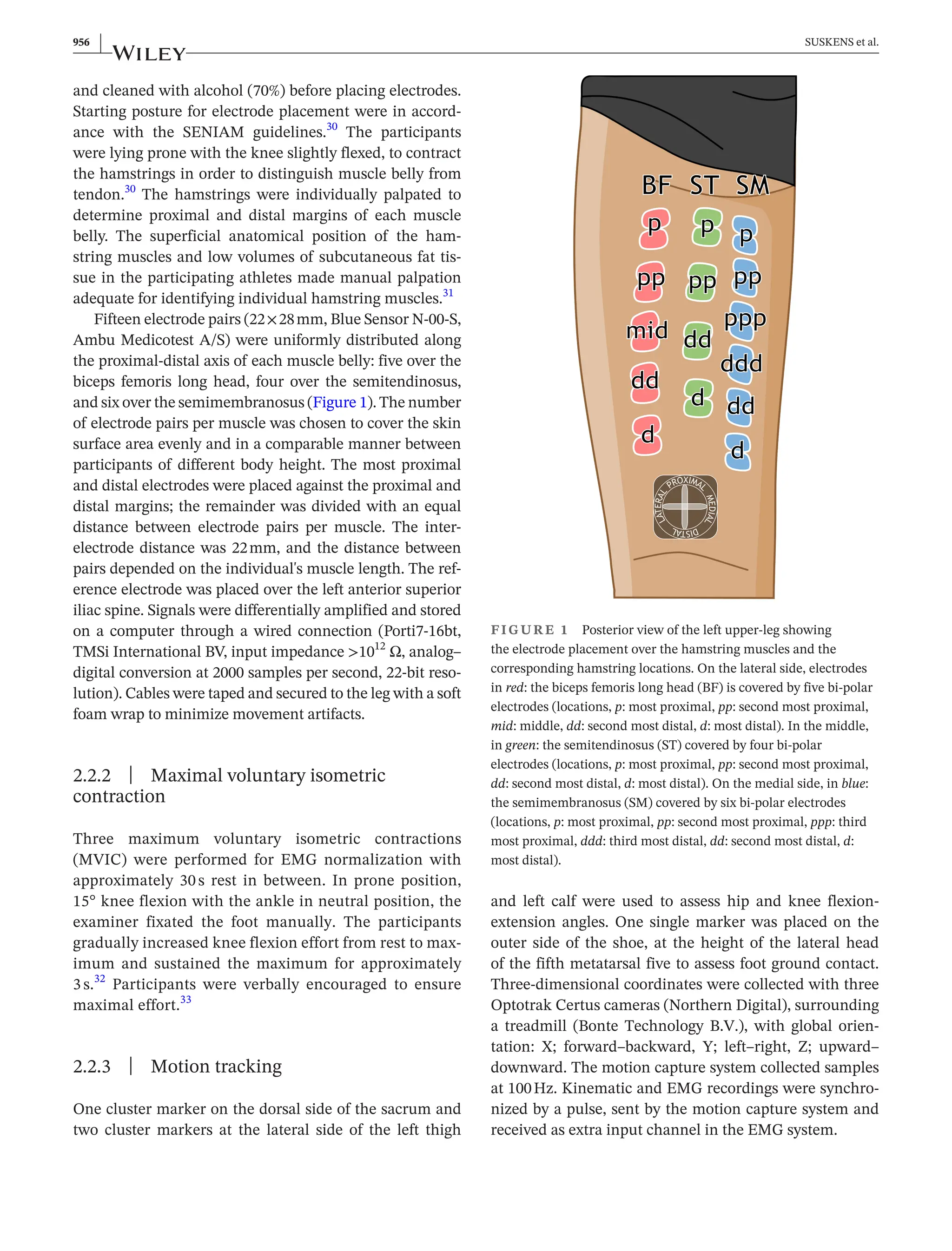 Activity_distribution_among_the_hamstring_muscles_.pdf