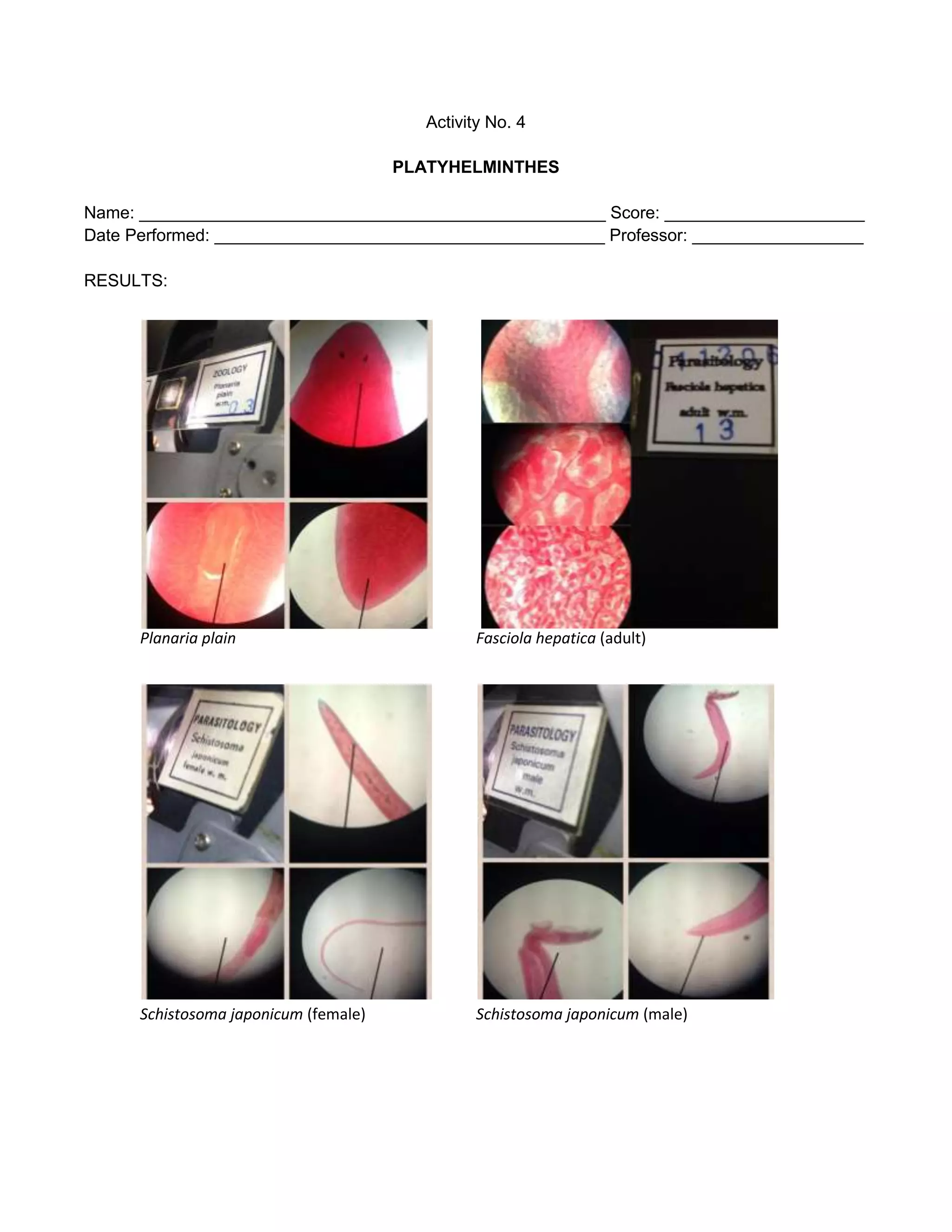 General Zoology Lab - Activity 4 Platyhelminthes | DOCX