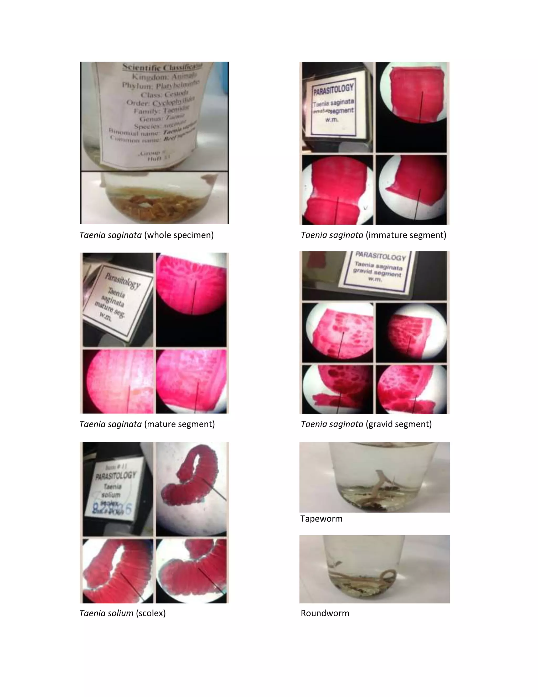 General Zoology Lab - Activity 4 Platyhelminthes | DOCX