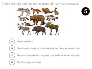 Animal Quiz | PPT