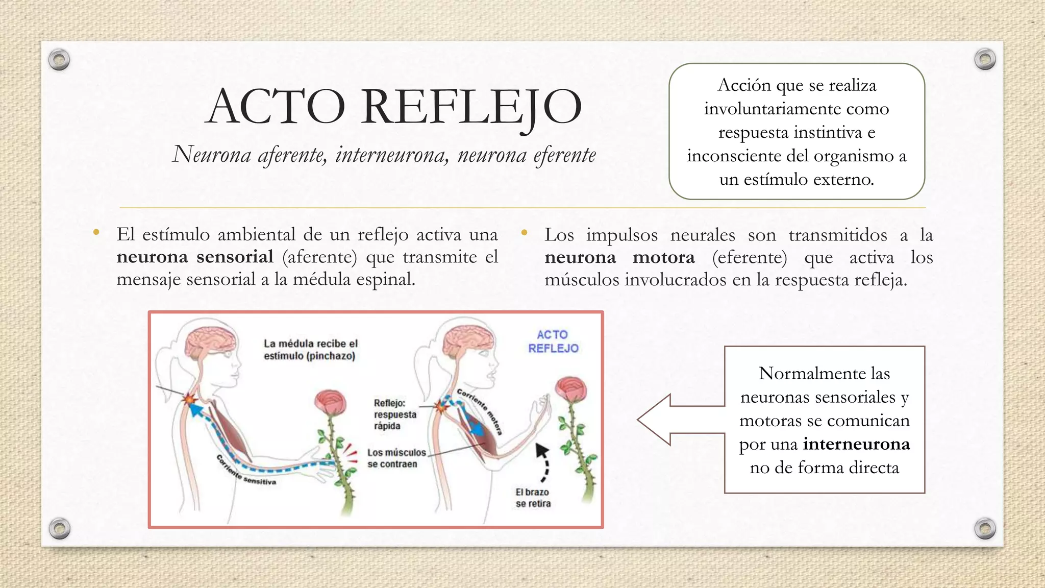 Acto reflejo | PPTX | Brain and Nervous System Disorders | Diseases and ...