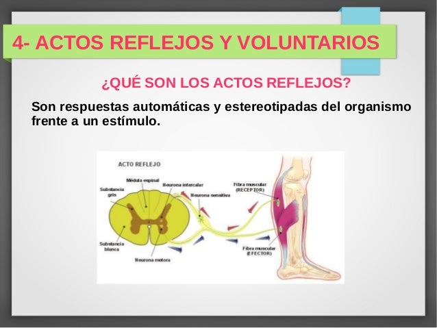 bienvenida: actos reflejos y voluntarios