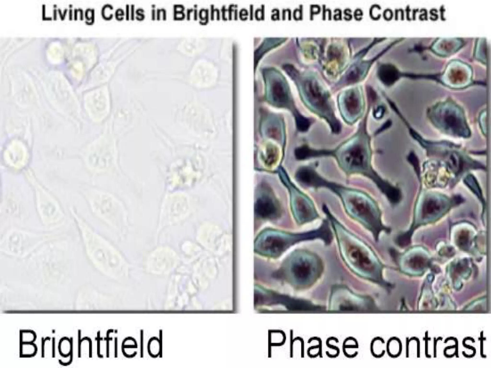 phase contrast microscope | PPTX