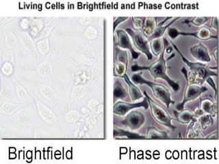 phase contrast microscope | PPTX