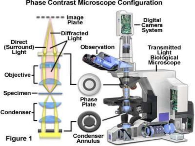 phase contrast microscope | PPTX