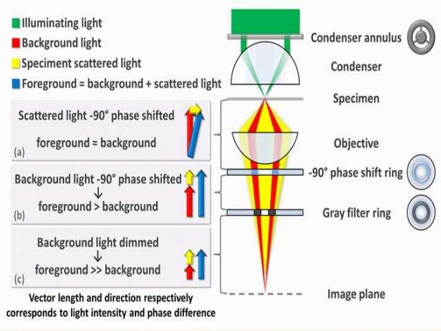 phase contrast microscope