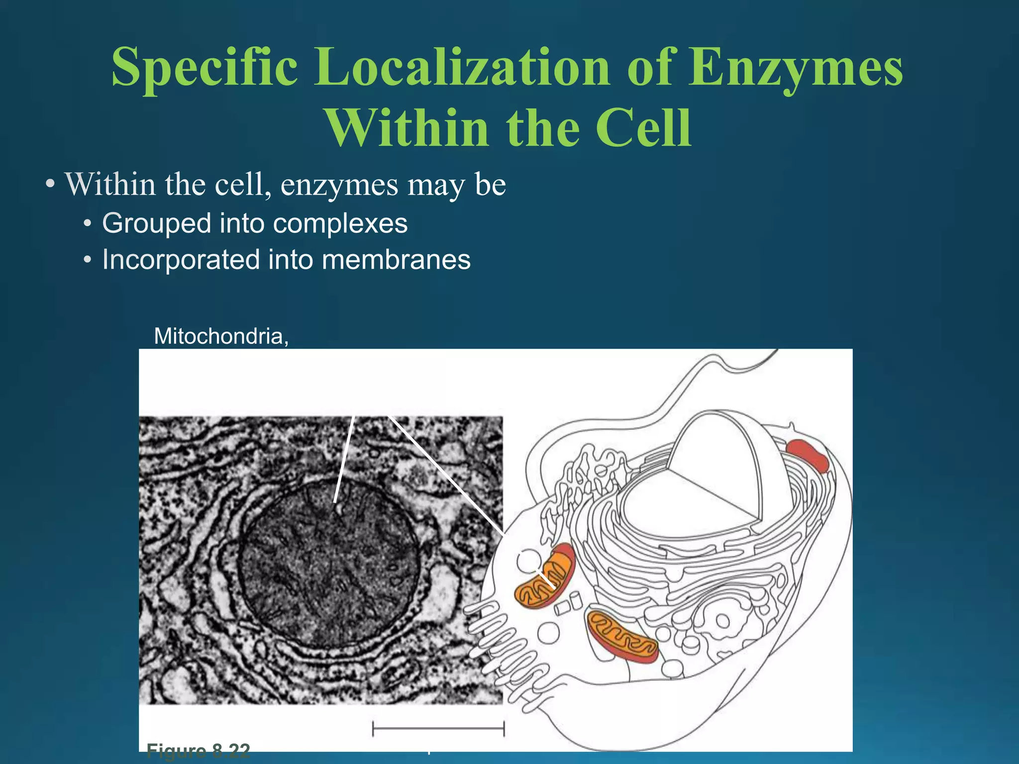 Actvation energy and enzymes | PPTX