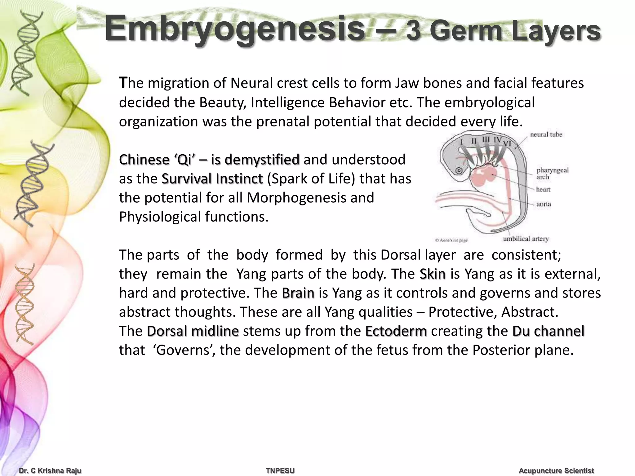 Acupuncture mode of action 365 | PPTX